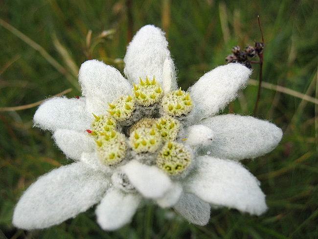 Leontopodium ALPINUM или Эдельвейс Альпийский (семена)