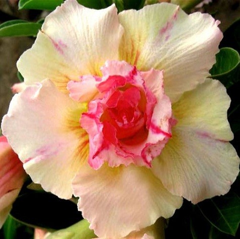 Adenium Obesum Double Flowers Barbie Sweet (растение)