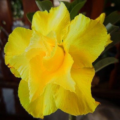 Adenium Obesum Love Yellow (растение)