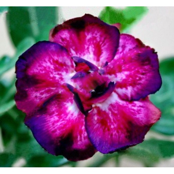 Adenium Obesum Triple Flower LADY BARBIE (семена)