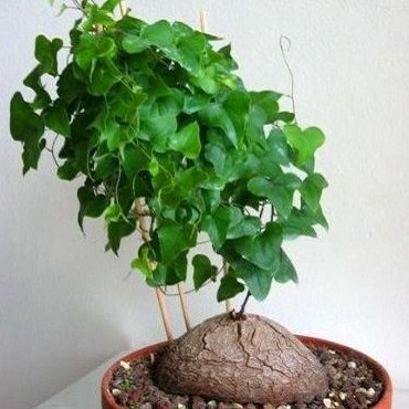 Dioscorea SYLVATICA или Диоскорея Лесная (семена)