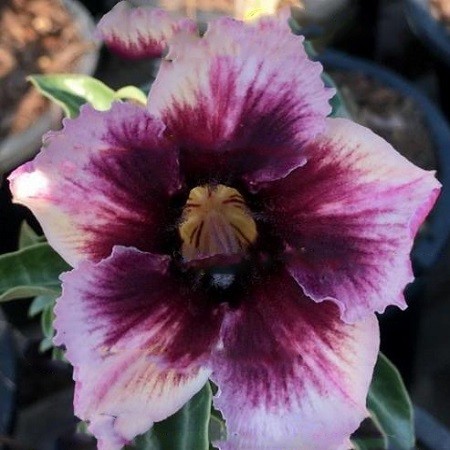 Adenium Obesum Desert Rose SILVER VIOLET (семена)